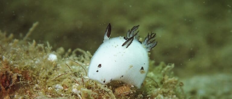 Are Sea Bunnies Real? Diving into the Myth and Magic of these ...