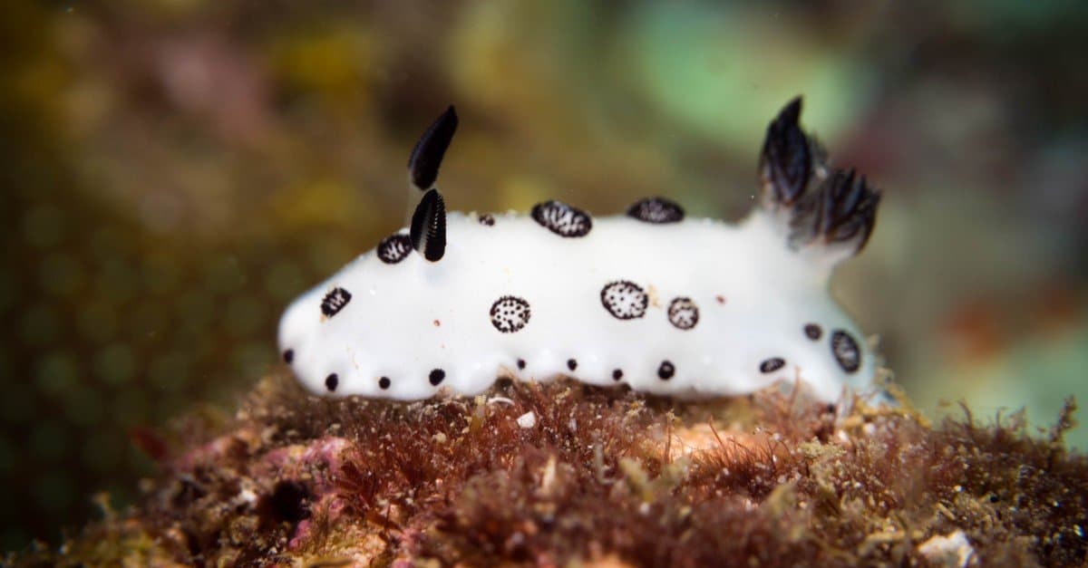 Discover Sea Bunnies, Nature's Cute Yet Toxic Sea Slugs - A-Z Animals