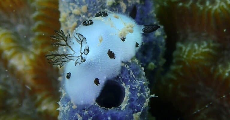 Sea Slug Animal Facts - Nudibranchia - A-Z Animals