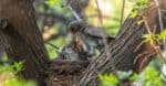 Thrush Animal Facts - Turdidae - A-Z Animals