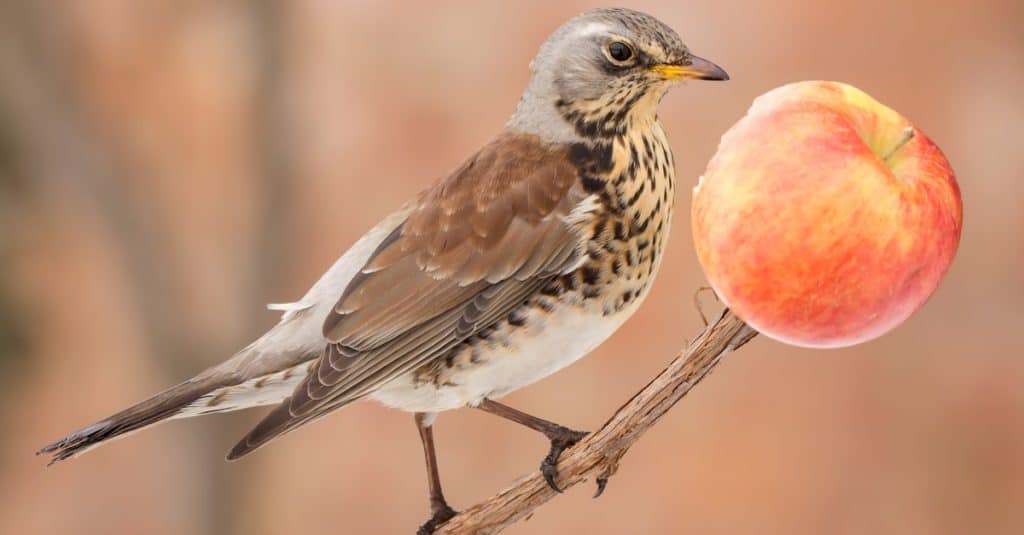 Thrush Animal Facts - Turdidae - A-Z Animals