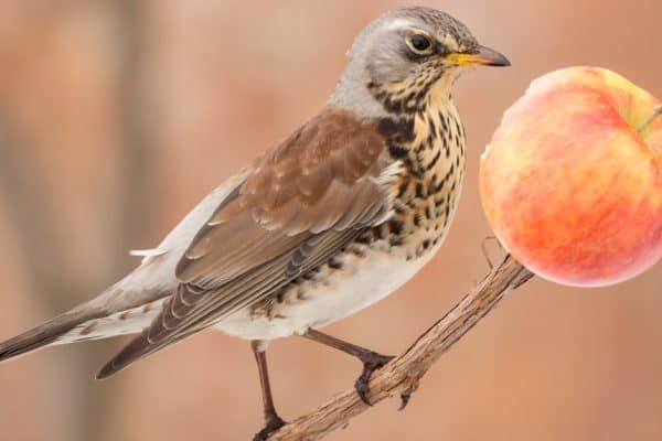 Thrush Quiz: What Do You Know? - A-Z Animals