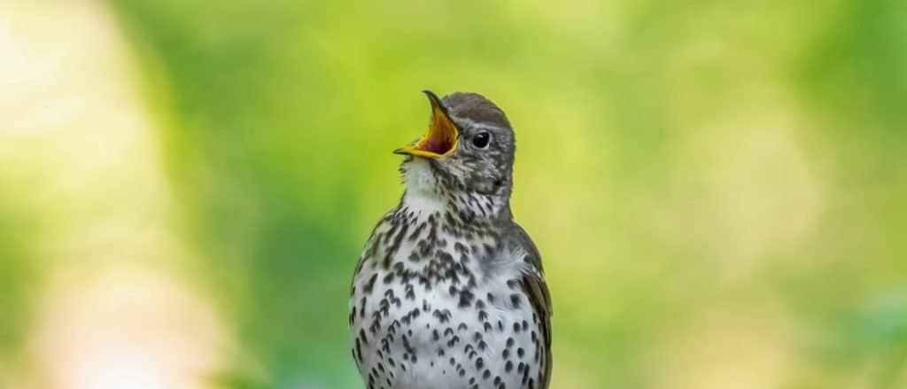Thrush Quiz: What Do You Know? - A-Z Animals