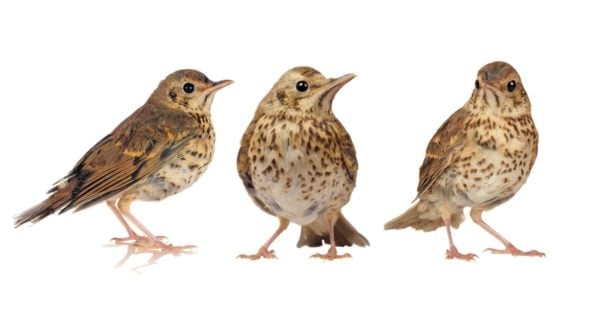Thrush Animal Facts - Turdidae - A-Z Animals