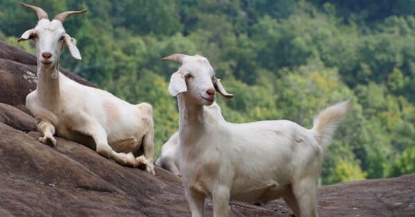 Goat vs Sheep: 6 Key Differences Explained - A-Z Animals