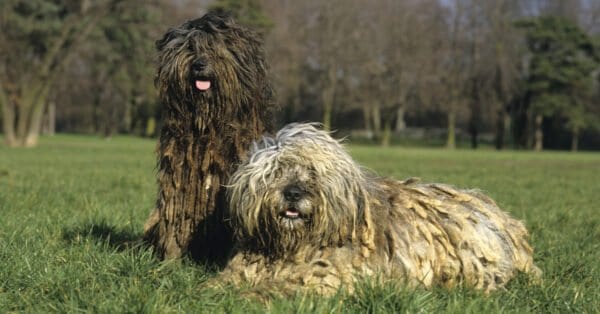 Bergamasco Animal Facts - Canis lupus familiaris - A-Z Animals
