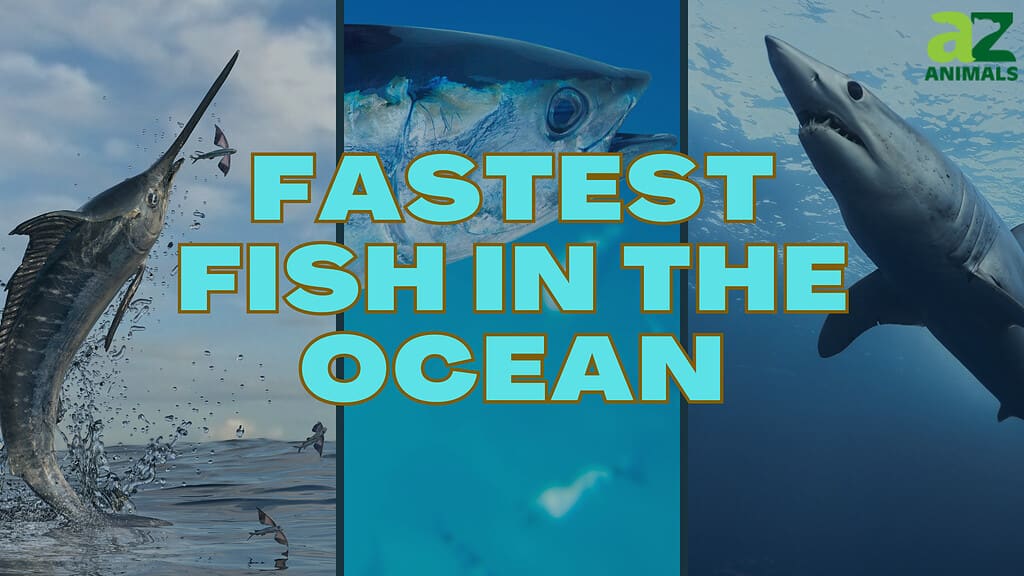 The 10 Fastest Fish in the Ocean - A-Z Animals