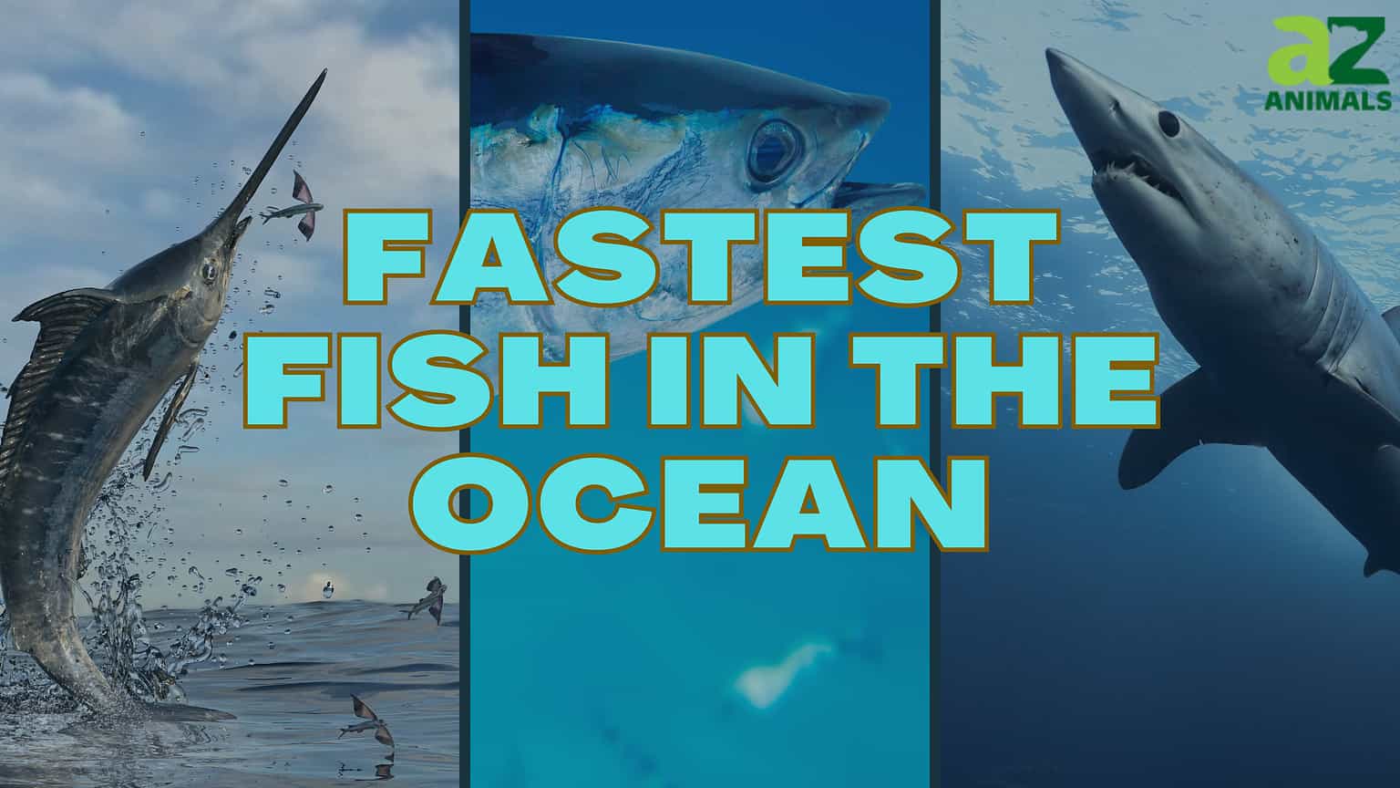 The 10 Fastest Fish in the Ocean - A-Z Animals