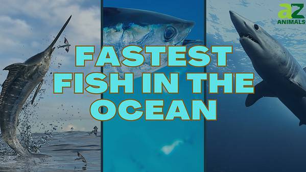 The 10 Fastest Fish in the Ocean - A-Z Animals