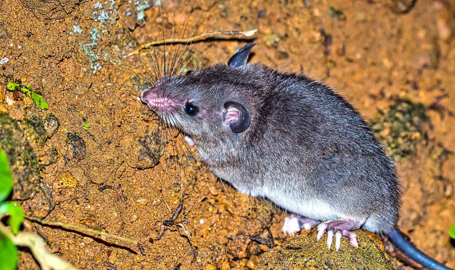 Bushmaster Snake Animal Facts - Lachesis sp. - A-Z Animals