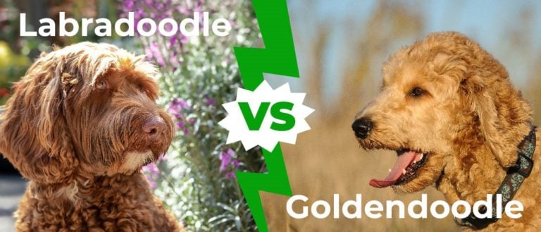 Irish Doodle vs Labradoodle: What Are The Differences? - A-Z Animals