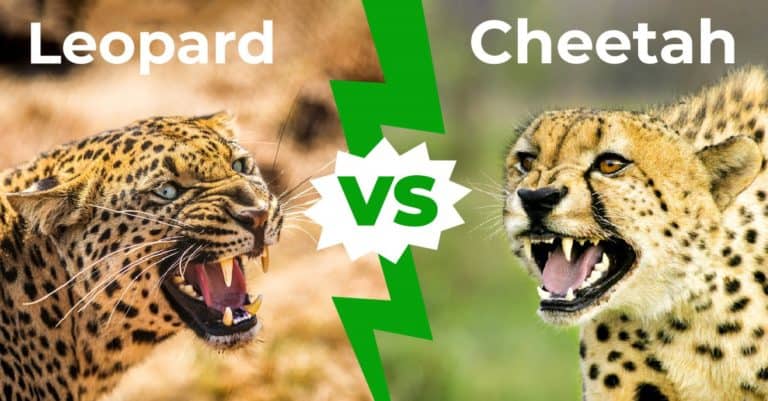A Battle of Speed and Stealth: Cheetahs vs Leopards and What Makes Them ...