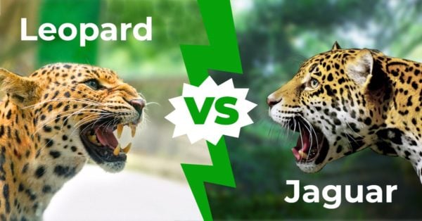 Leopard vs Jaguar - The 7 Key Differences - A-Z Animals