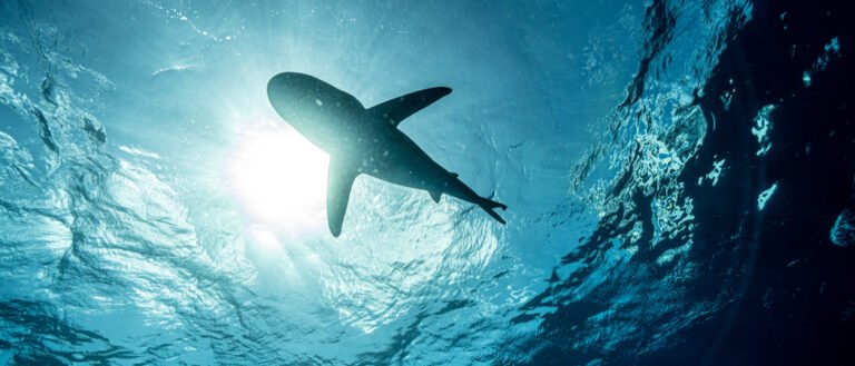 How Do Sharks Communicate? - A-Z Animals