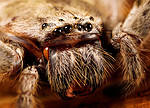 10 Most Terrifying Spiders Found in Iraq - A-Z Animals