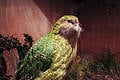 Discover 25 Incredible Birds That Start With K - A-Z Animals
