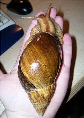 The Largest Snails in the World - A-Z Animals