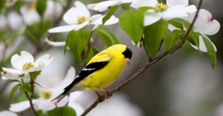 10 Stunning and Rare Yellow Animals That Dazzle and Deter - A-Z Animals