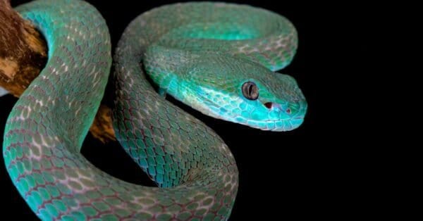 Discover 13 Blue Snakes Found Around the World - A-Z Animals