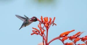 Oviparous Animals: 12 Animals That Lay Eggs (Some Will Surprise You ...
