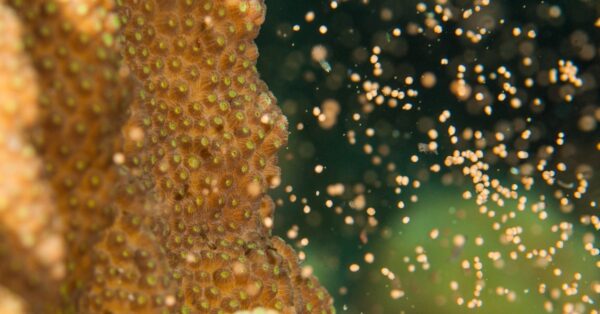 Oviparous Animals: 12 Animals That Lay Eggs (Some Will Surprise You ...