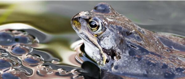 Oviparous Animals: 12 Animals That Lay Eggs (Some Will Surprise You ...