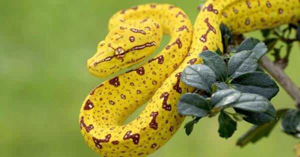 Oviparous Animals: 12 Animals That Lay Eggs (Some Will Surprise You ...