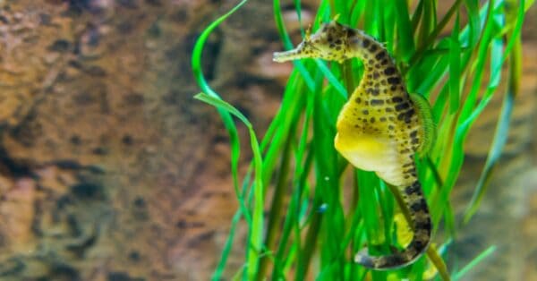 Oviparous Animals: 12 Animals That Lay Eggs (Some Will Surprise You ...