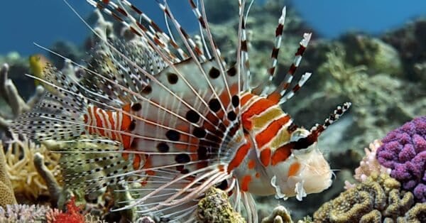 Are Lionfish Poisonous or Dangerous? - A-Z Animals