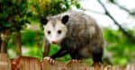 How Many Babies Does an Opossum Have? - A-Z Animals