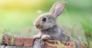 Bunny vs. Rabbit: 3 Main Differences - A-Z Animals