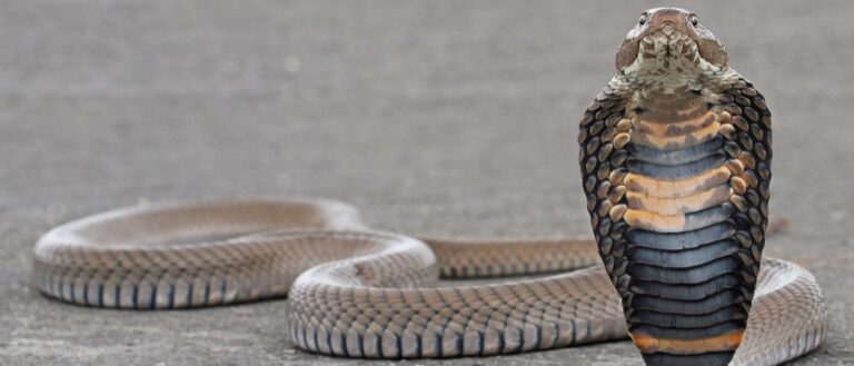 7 Unbelievable Animals That Hunt By Shooting Their Prey - A-Z Animals