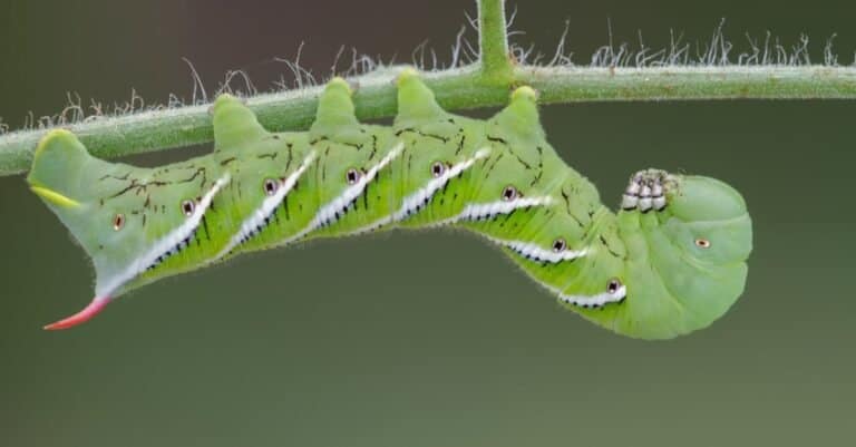 The Top 9 Loudest Insects in the World - A-Z Animals