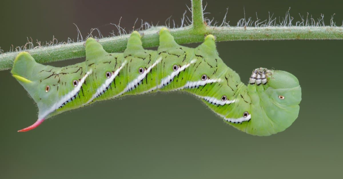 Whoa! Check Out These 12 Animals That Spit Acid - A-Z Animals