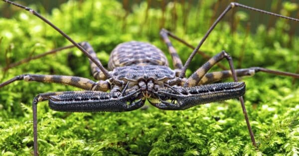 Scorpion Animal Pictures | A-Z Animals