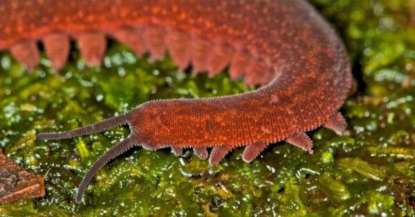 Whoa! Check Out These 12 Animals That Spit Acid - A-Z Animals