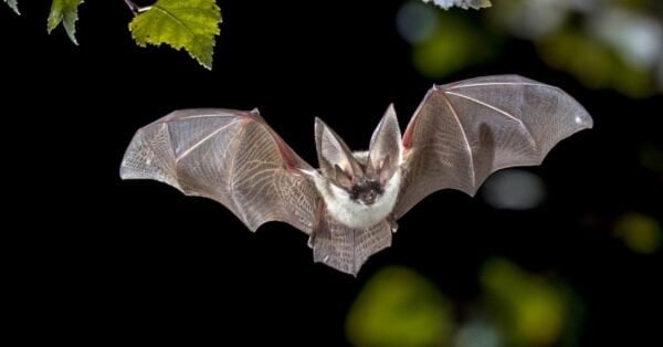 How Do Bats Communicate? - A-Z Animals