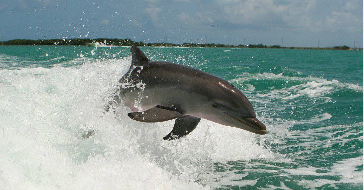 Meet the Unique Echolocators: Animals That Use Sound to Sense Their ...