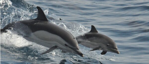 Meet the Unique Echolocators: Animals That Use Sound to Sense Their ...
