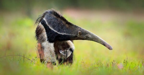 Anteater Animal Facts - Myrmecophaga Tridactyla - A-Z Animals