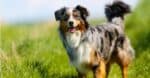 Australian Shepherd Progression: Growth Chart, Milestones, and Training ...