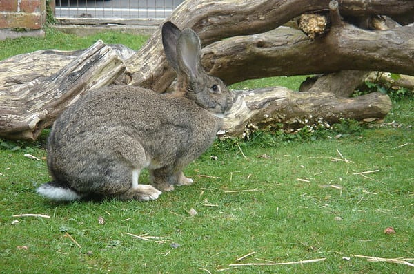 The Largest Rabbits in the World - A-Z Animals