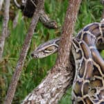 Fascinating and Unnerving Facts About Pythons - A-Z Animals Slideshows