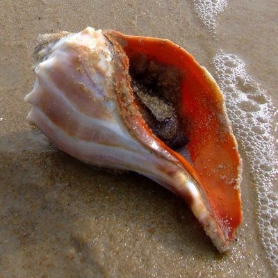 Discover the 10 Official State Animals of New Jersey - A-Z Animals