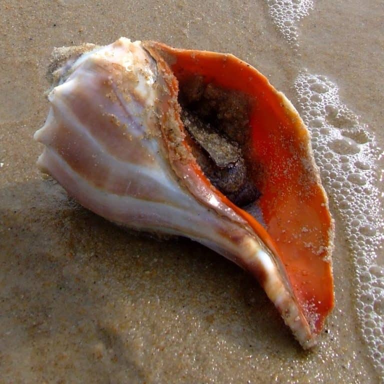 The Largest Snails in the World - A-Z Animals