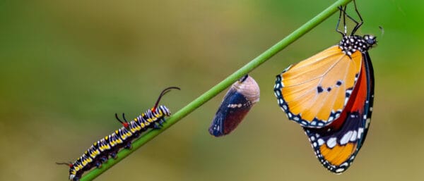 5 Animals That Go Through Metamorphosis & How They Do It - A-Z Animals