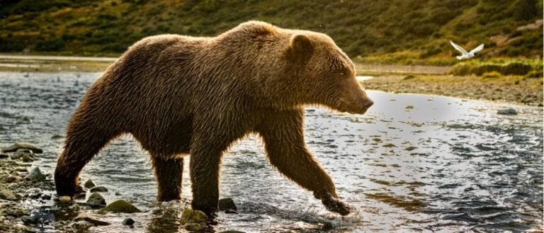 Wildlife in California - Types of Californian Animals - A-Z Animals