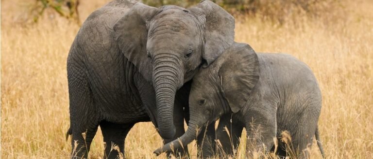 Can Elephants Jump? - A-Z Animals