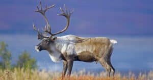 Caribou vs. Moose: What Are the Differences? - A-Z Animals