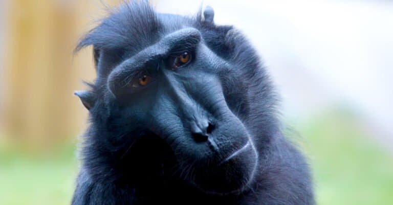 Exploring the Enigmatic World of Solid Black Animals - A-Z Animals